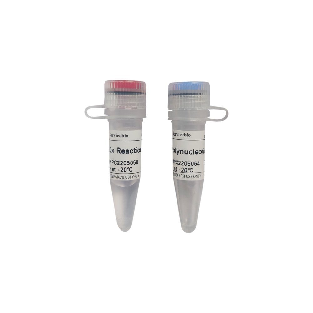 T4 Polynucleotide Kinase, 500 U - smartscience