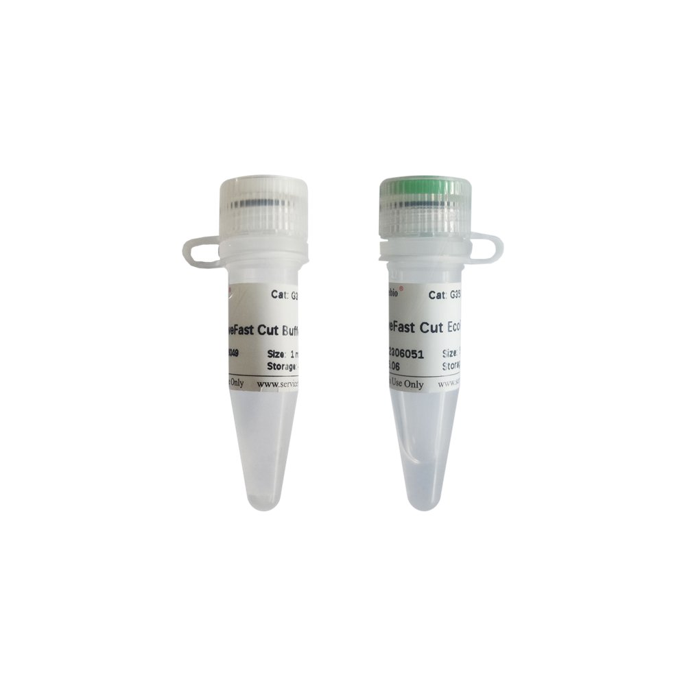 SweFast Cut EcoRI, 500 T (for Restriction Endonucleases) - smartscience