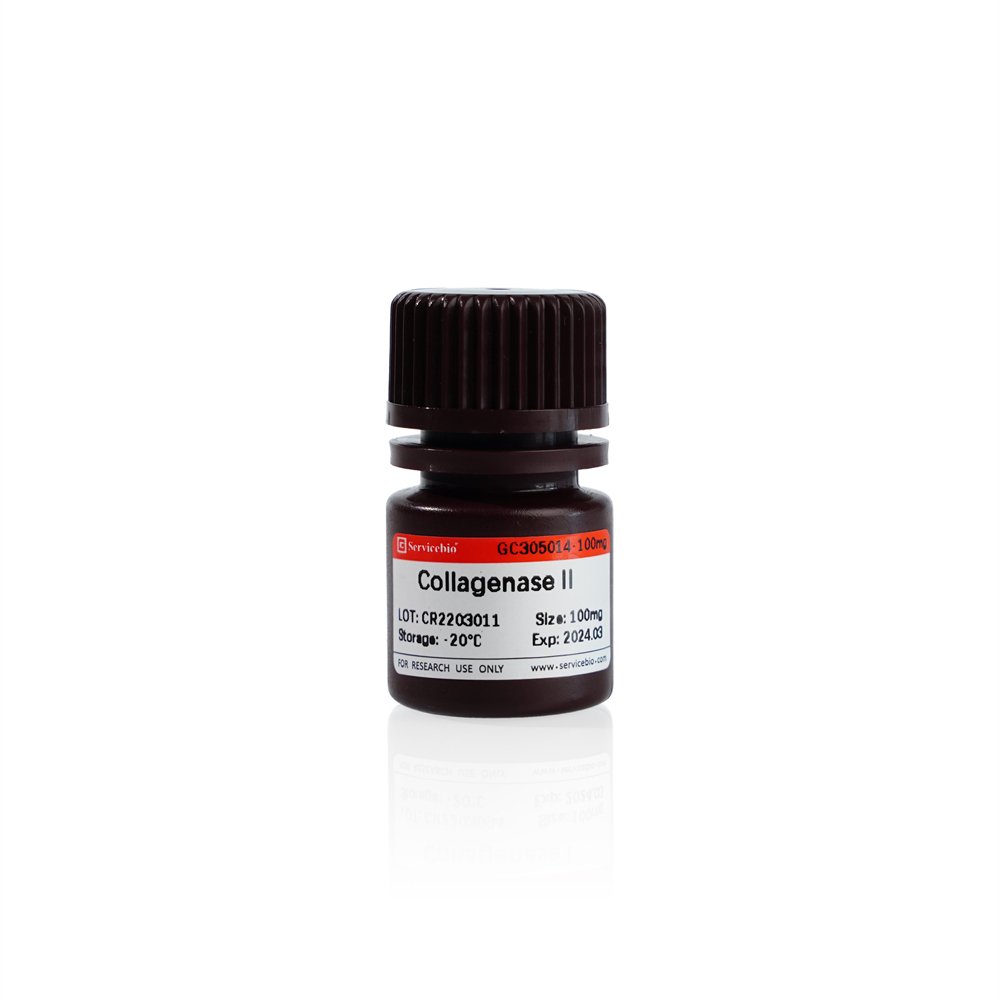 Collagenase II, 100 mg (for Protein Derivatives)