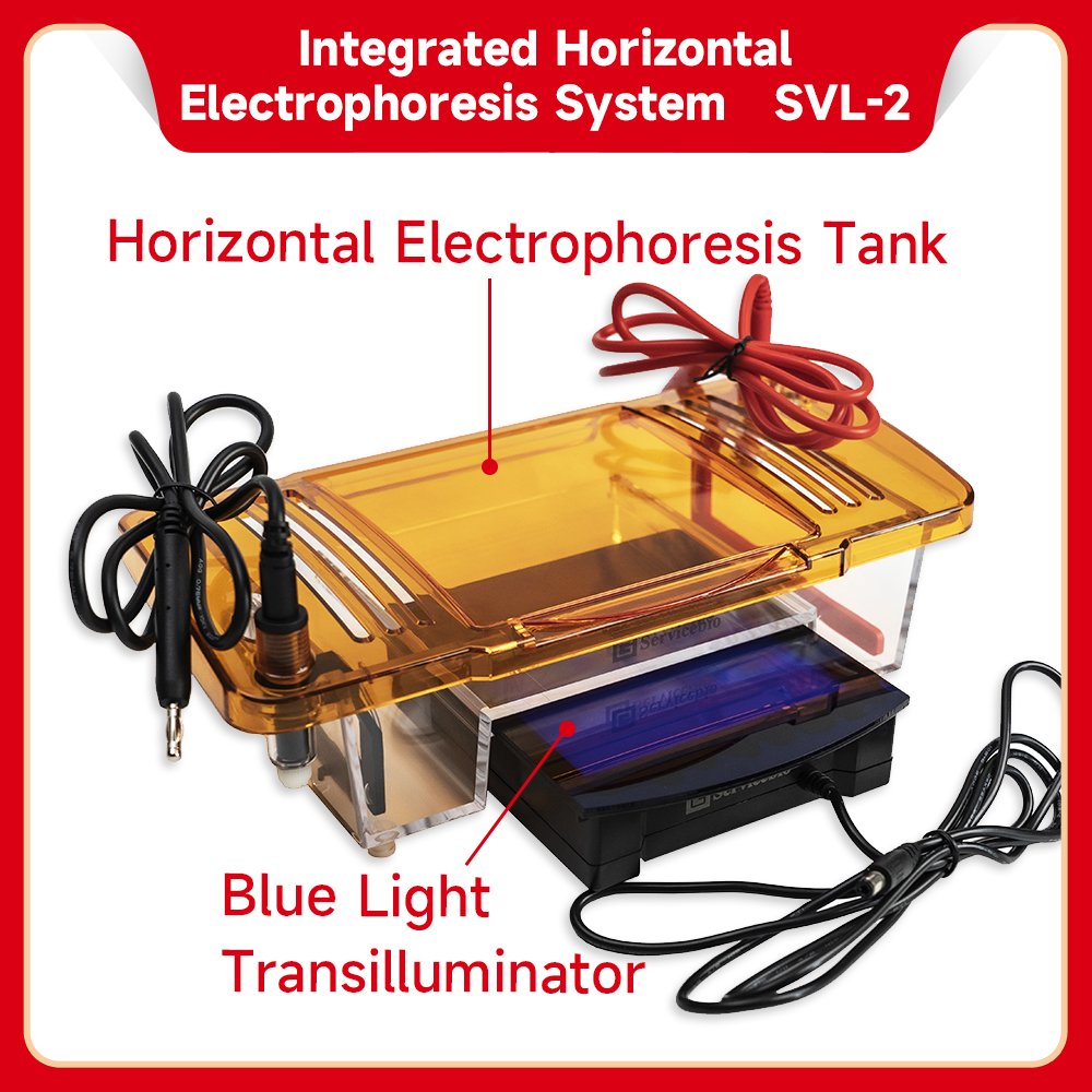 Integrated Horizontal Electrophoresis System （Electrophoresis Tank ...
