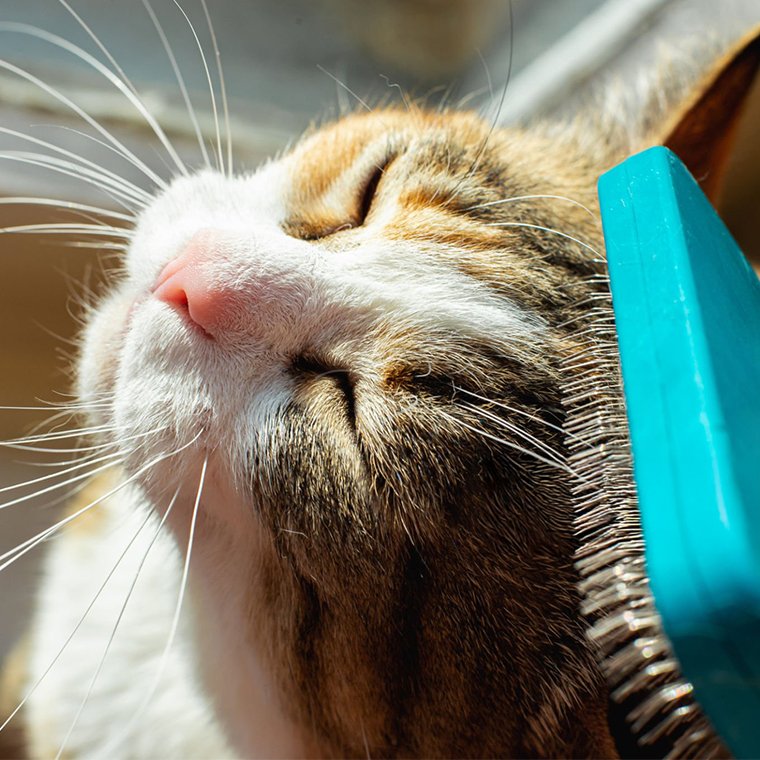 How to Keep Your Cats Coat Soft, Shiny, and Healthy - petclub