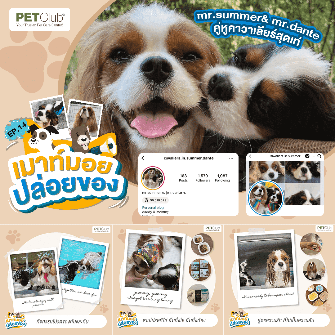 Ep.14 mr.summer& mr.dante คู่หูคาวาเลียร์สุดเท่ - petclub