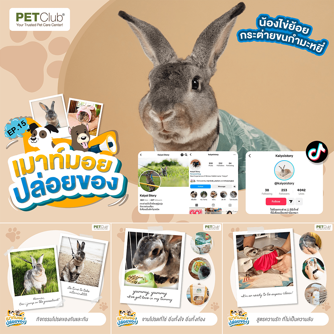 EP.15 น้องไข่ย้อย กระต่ายขนกำมะหยี่ - petclub