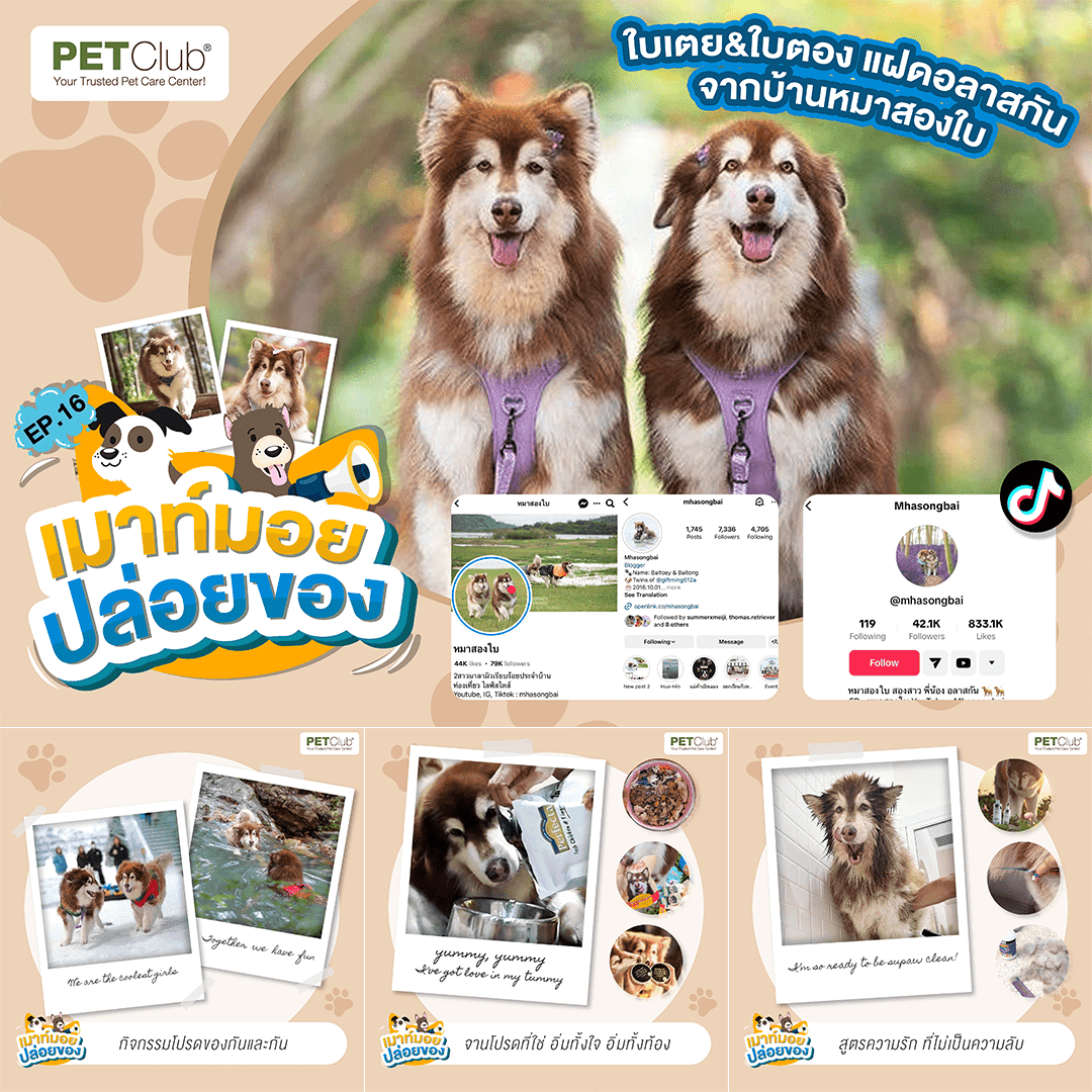 EP.16 ใบเตย&ใบตอง แฝดอลาสกันจากบ้านหมาสองใบ - petclub