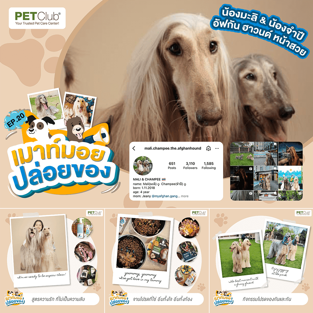 EP.20 น้องมะลิ & น้องจำปี อัฟกัน ฮาวนด์ หน้าสวย