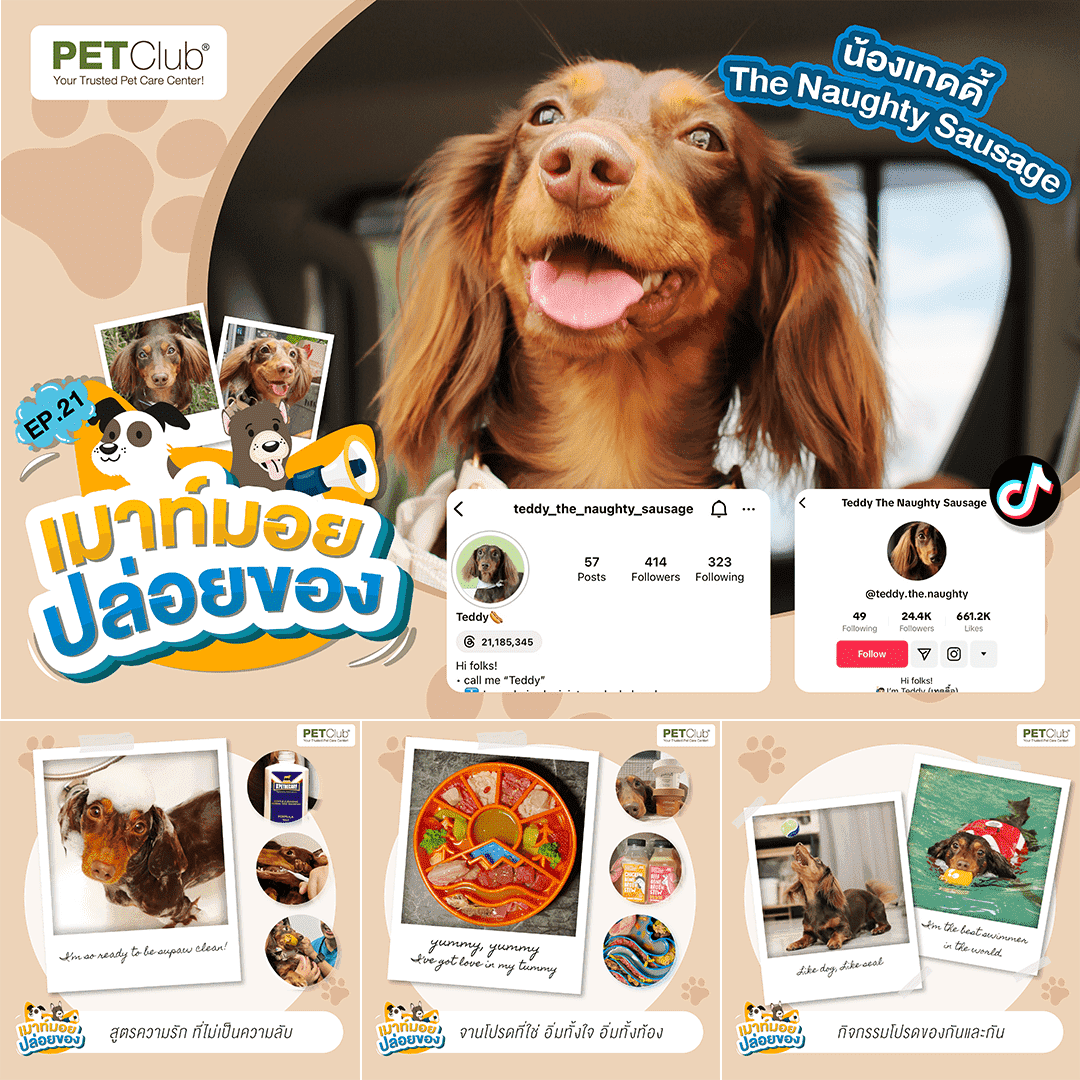 EP.21 น้องเทดดี้ the Naughty Sausage - petclub