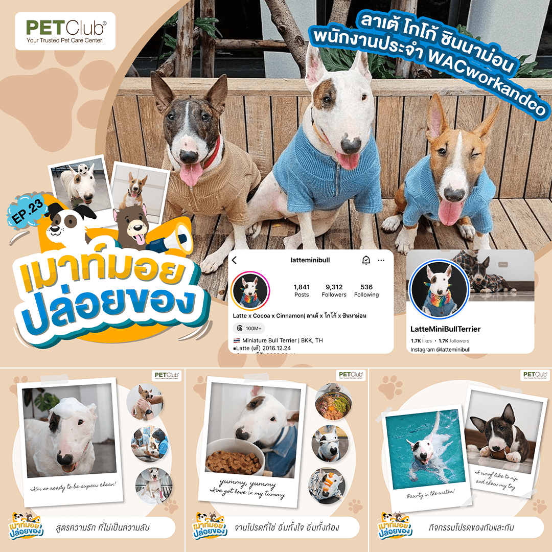 EP.23 ลาเต้ โกโก้ ซินนาม่อน พนักงานประจำ WACworkandco - petclub
