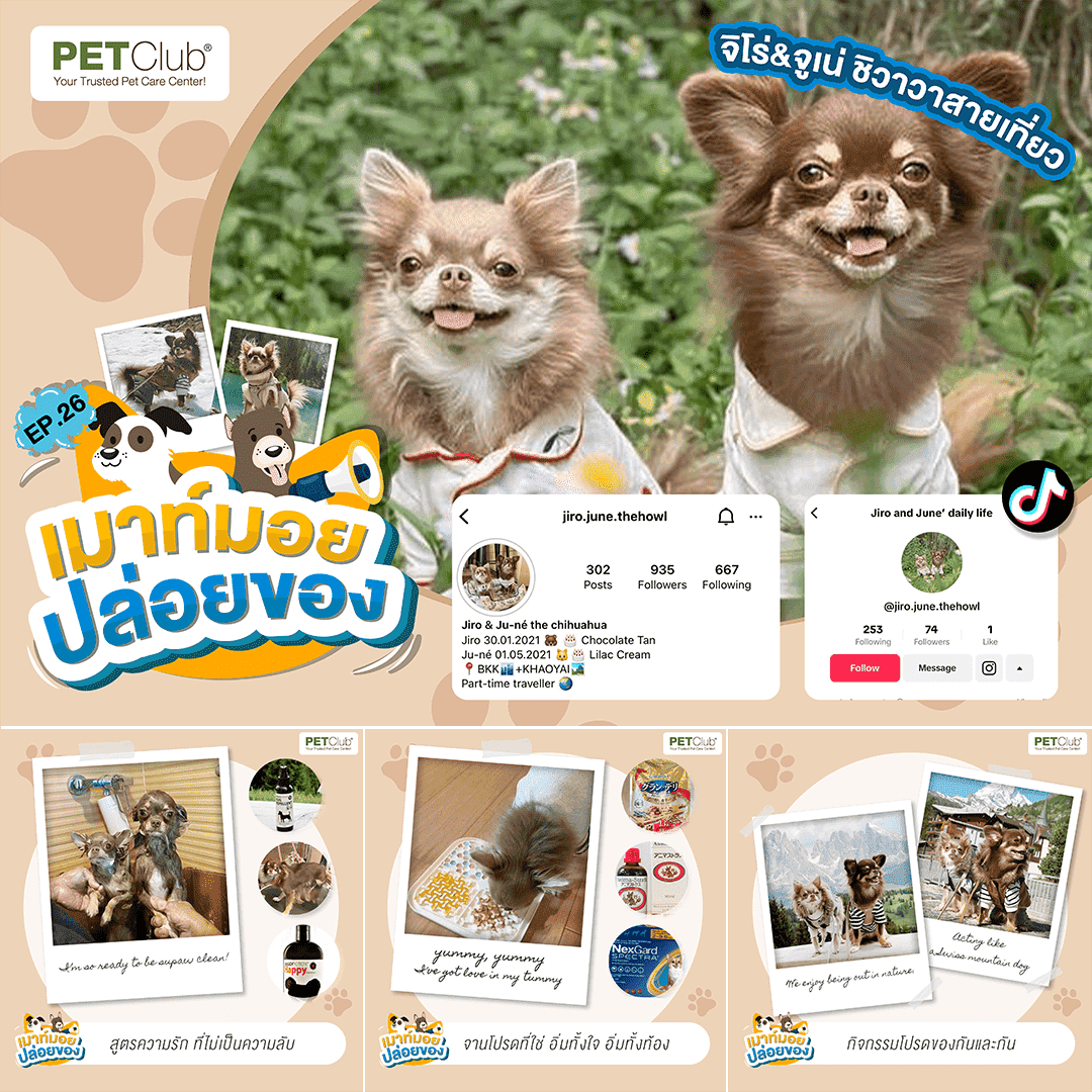 EP.26 จิโร่&จูเน่ ชิวาวาสายเที่ยว - petclub