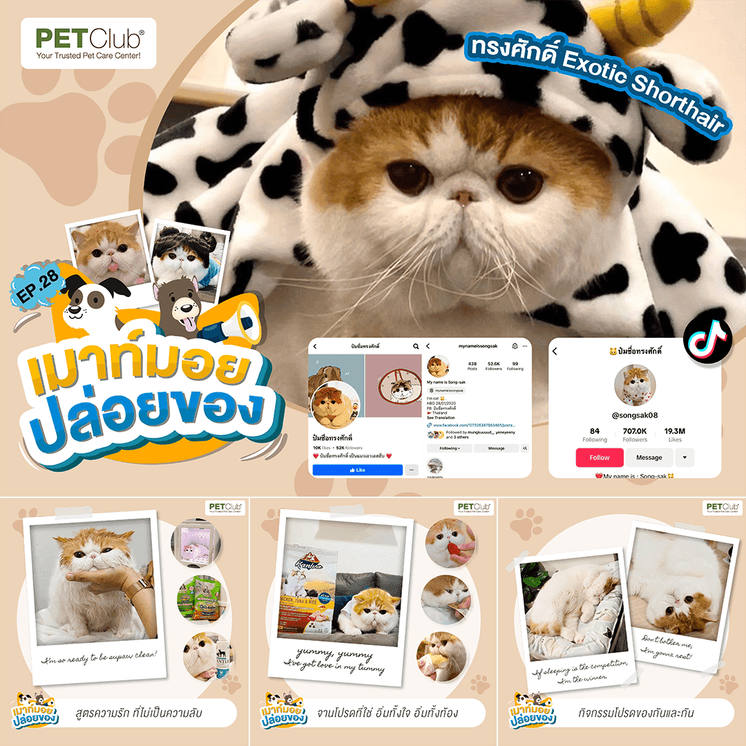EP.28 ทรงศักดิ์ Exotic Shorthair - petclub