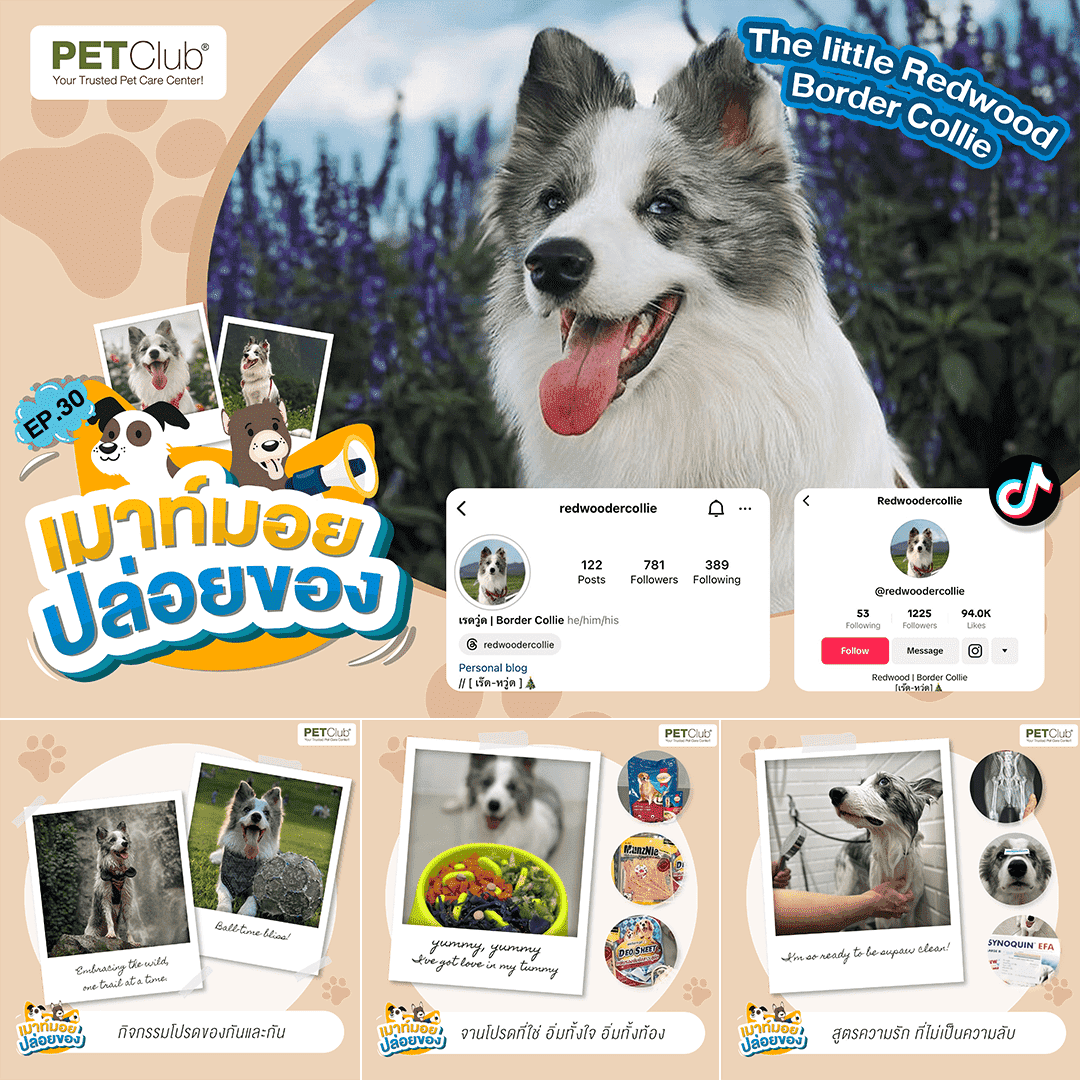 EP.30 The little Redwood Border Collie - petclub