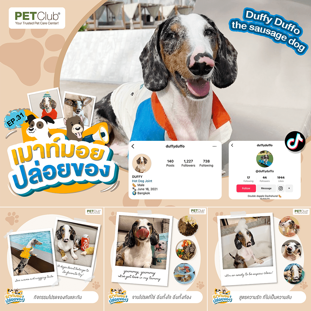 EP.31 Duffy Duffo the sausage dog - petclub