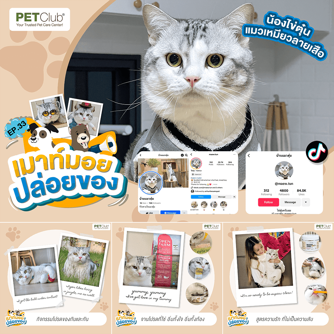 EP.33 น้องไข่ตุ๋น แมวเหมียวลายเสือ - petclub