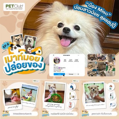 EP.6 น้อง Miso ปอมสาวน้อย สุดแฮปปี้ - petclub