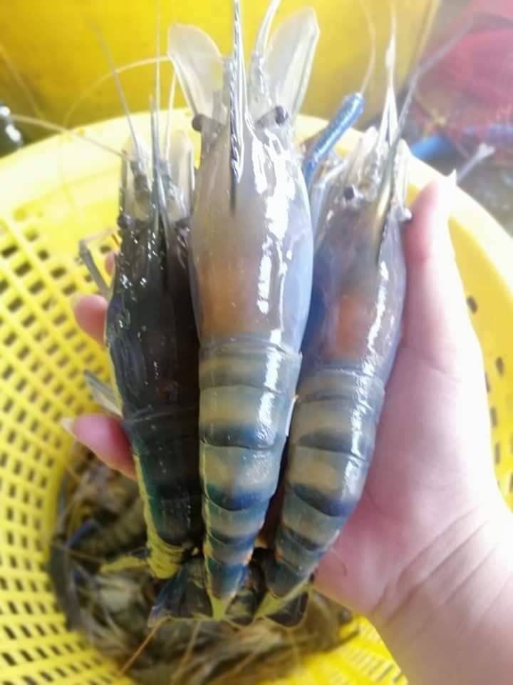 GIANT PRAWN PL - inlandaquatech