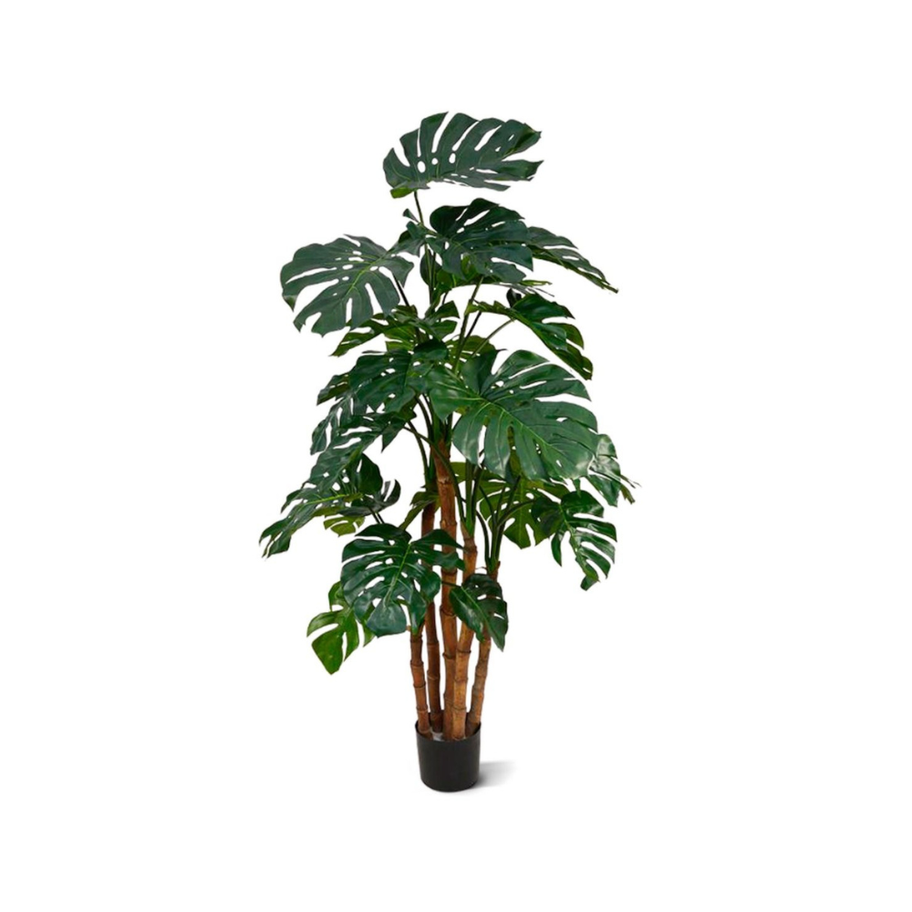 Monstera tree - H 180 cm - M S Natural Design