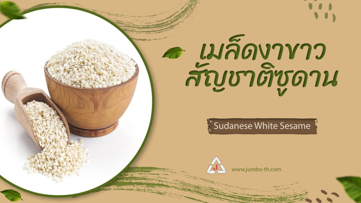 Sudanese White Sesame - jumbo-th