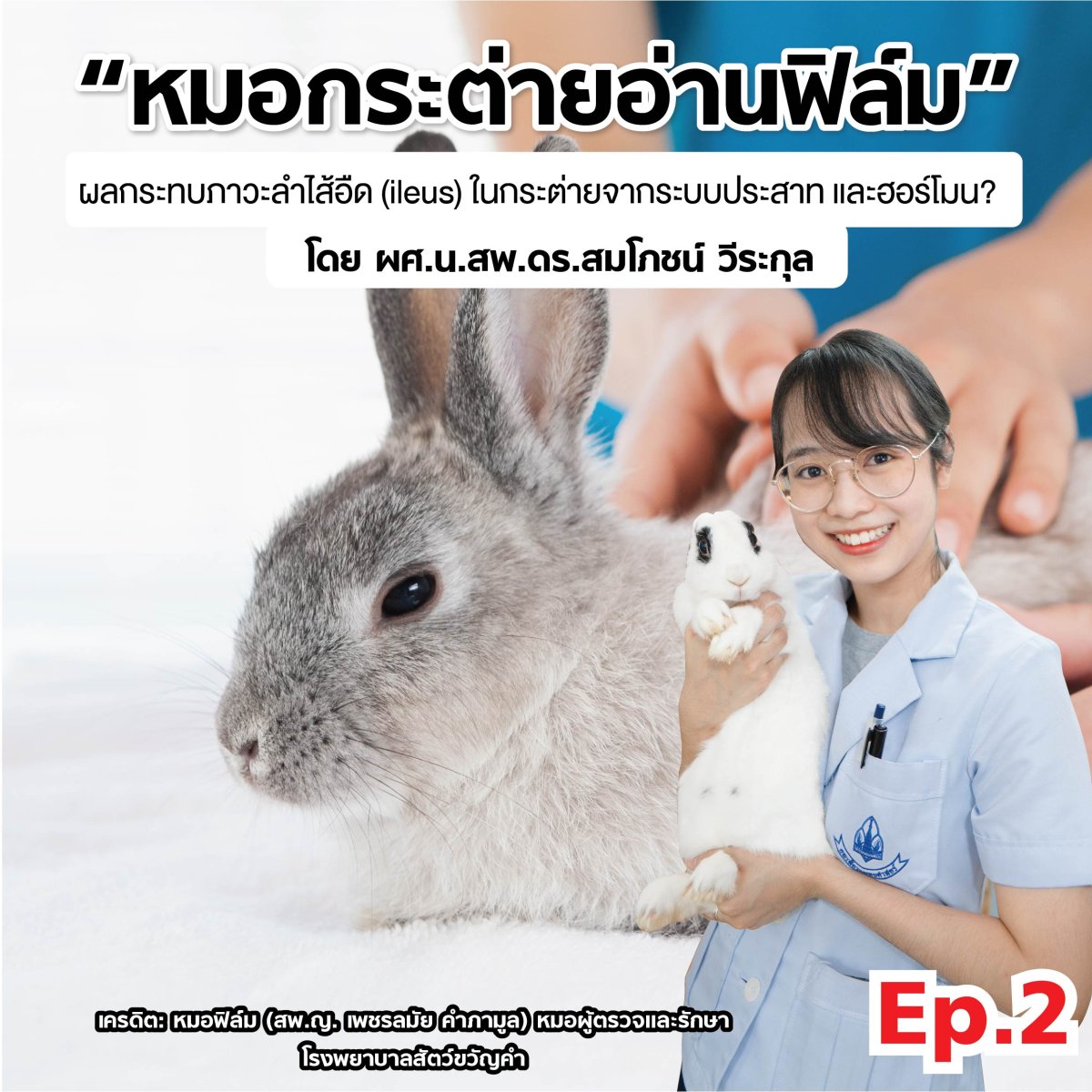 "Rabbit Vet Reads X-rays" EP2: The Impact of Nervous System and ...