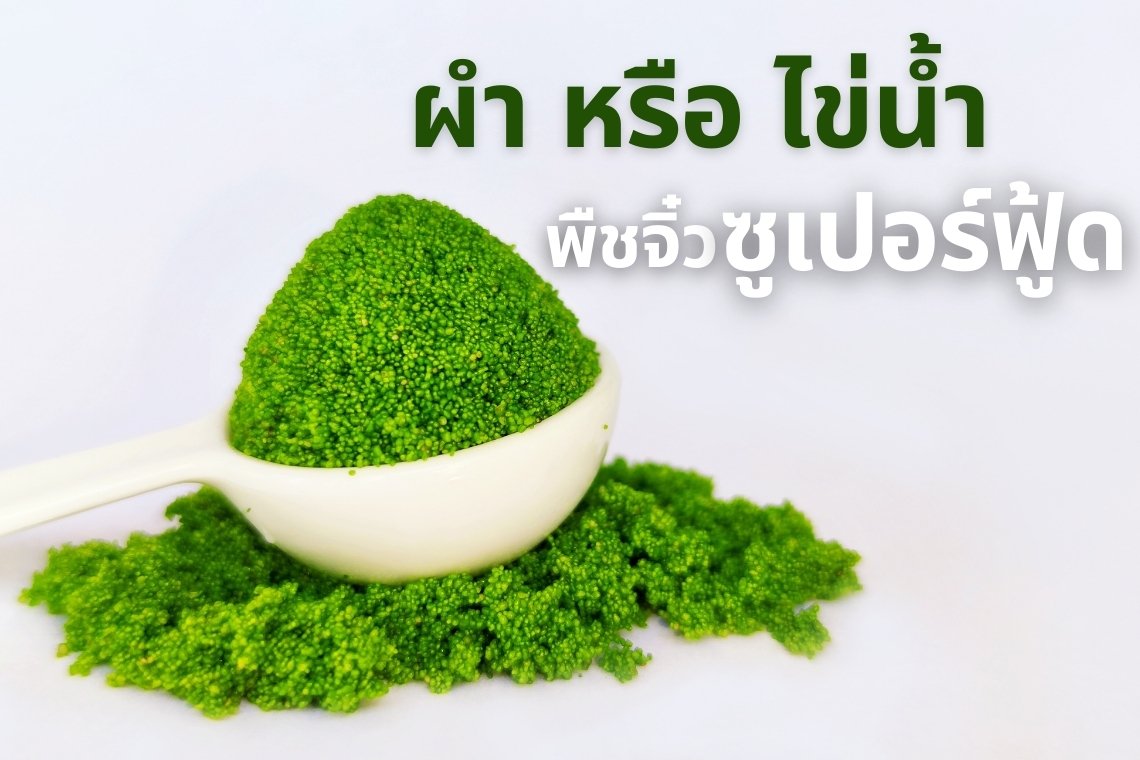 Wolffia globosa, a tiny superfood plant - derma-innovation