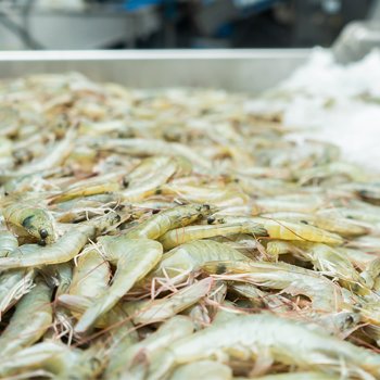 Upcycling Shrimp By-products Using Enzyme Technology