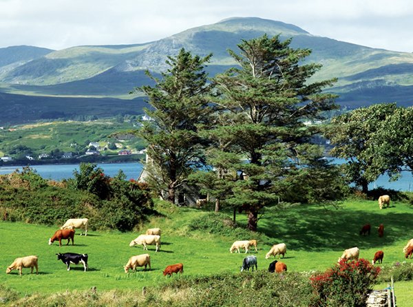 Origin Green กับการเติบโตของอุตสาหกรรมนมบนเส้นทางแห่งความอย่างยั่งยืน ...