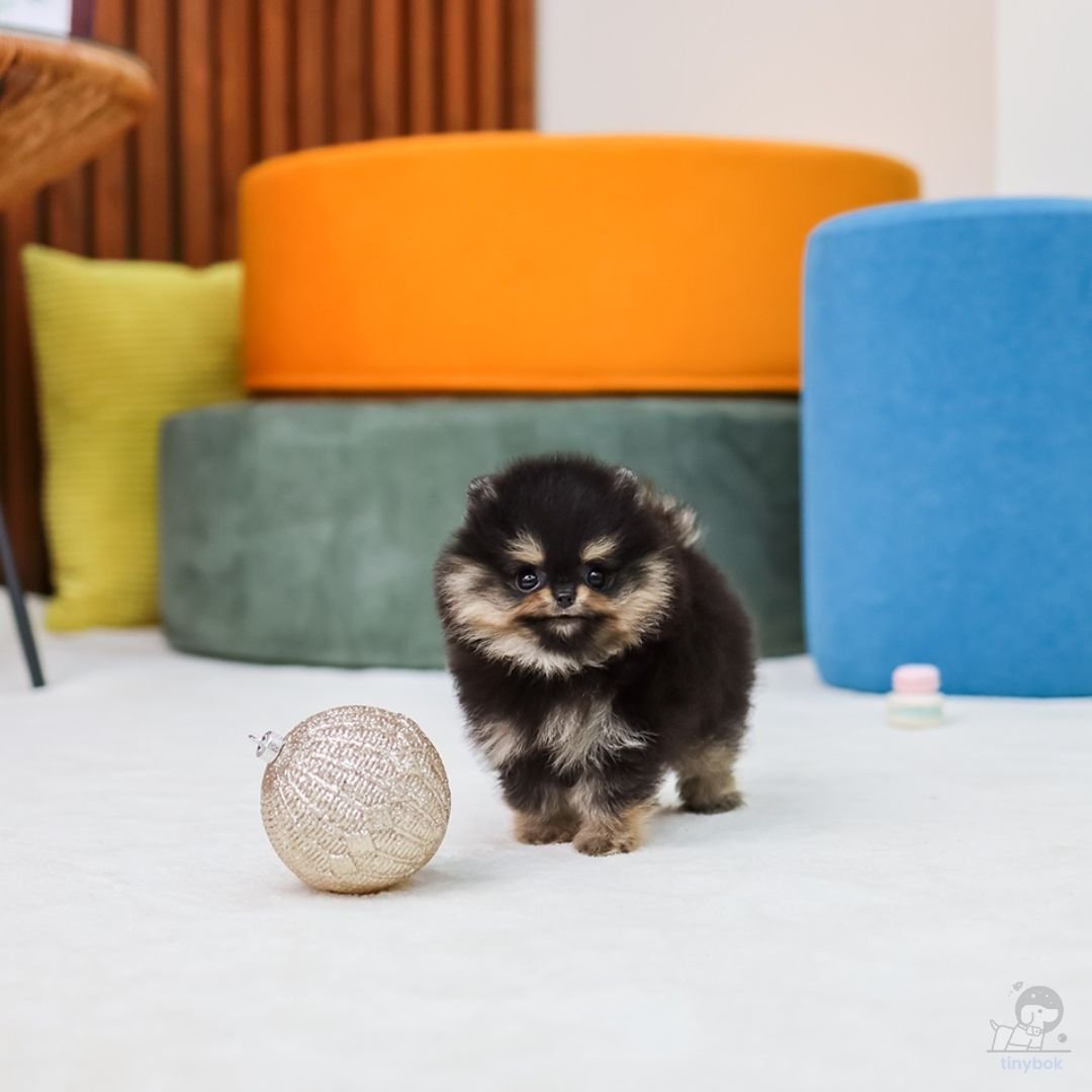 Pomeranian Pupu Tinybok