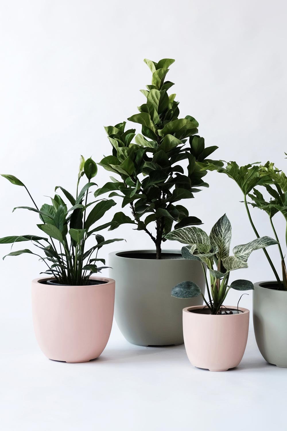 BAO PASTEL PINK - gardenatlas