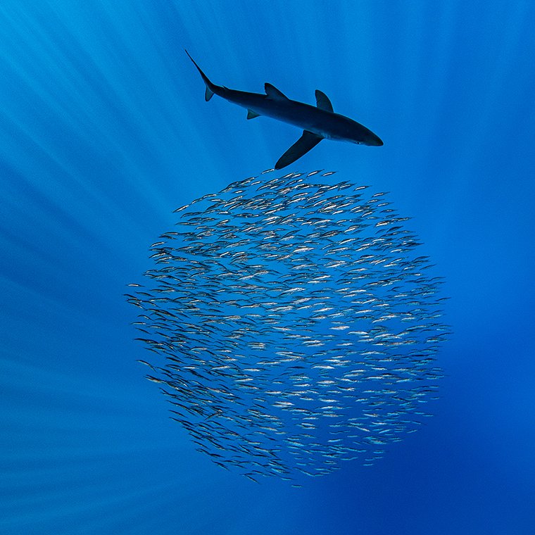 ROLEX and Mission Blue