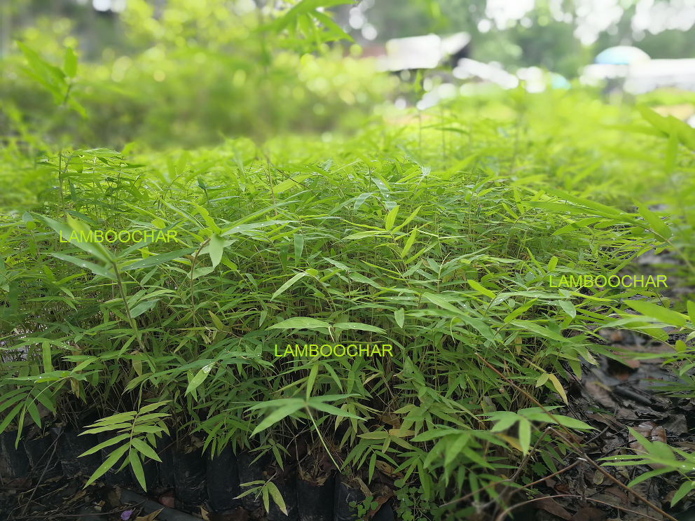 Indigenous Bamboo Species in the Northern of Thailand