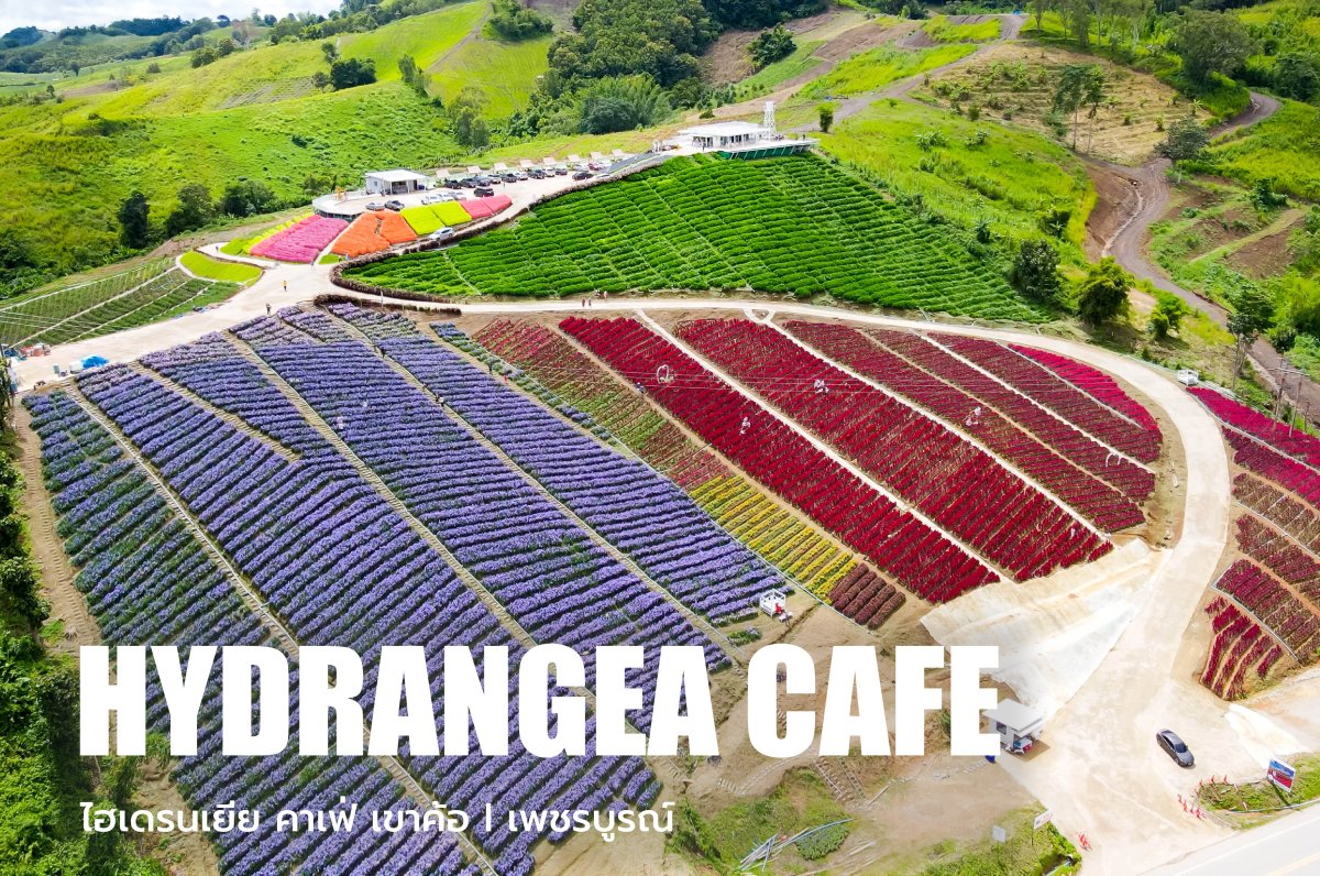 Hydrangea Cafe Khao Kho - จิบกาแฟ ดื่มด่ำบรรยากาศทุ่งดอกไม้ แบบ 360 ...