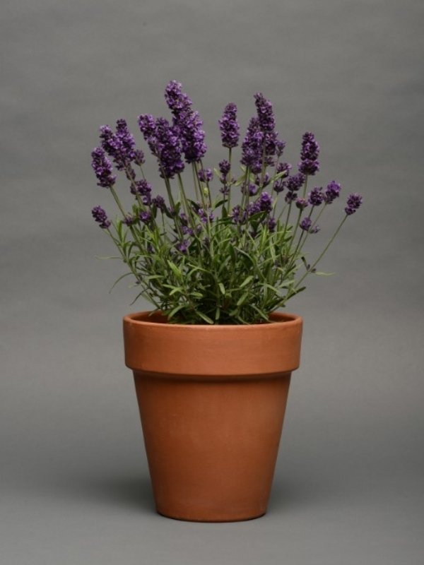 Lavender - Lavance Deep Purple 100 Seeds