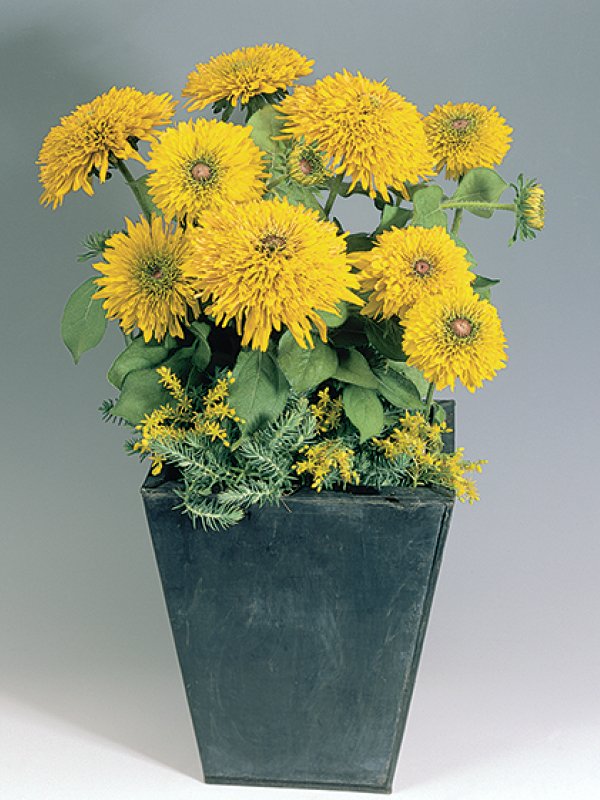 รู้ดเบ้กเกีย มายา 100 เมล็ด - aga-agro