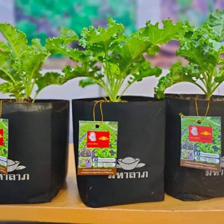 N์onwoven Planting bag/ Nursery bag