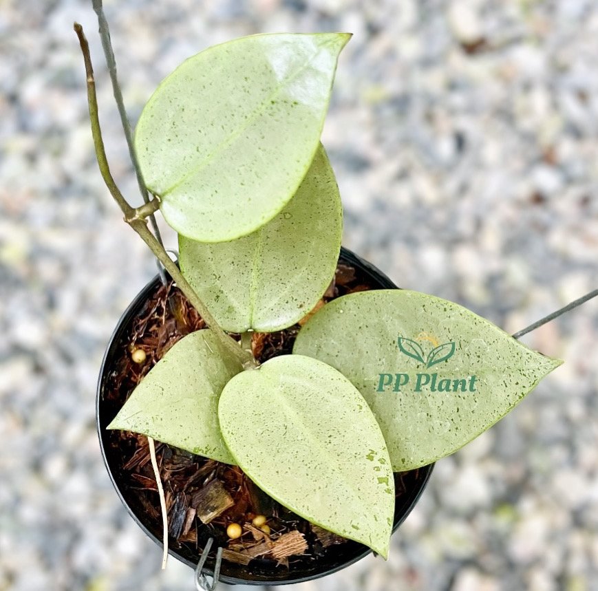 Hoya "Silver Heart" (Hoya parasitica/verticillata "Heart leaves silver ...