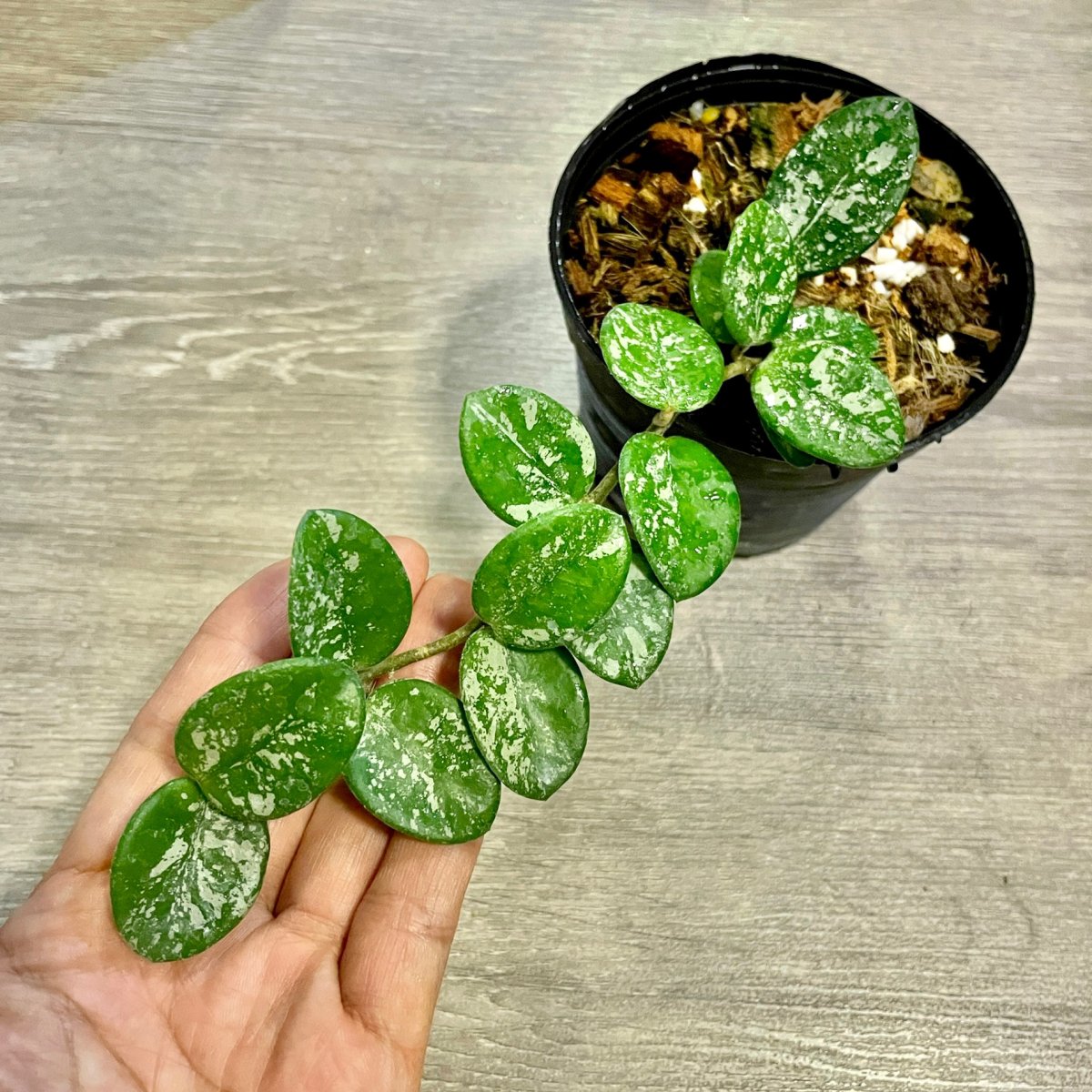 Hoya ‘mathilde’ splash leave - ppplant