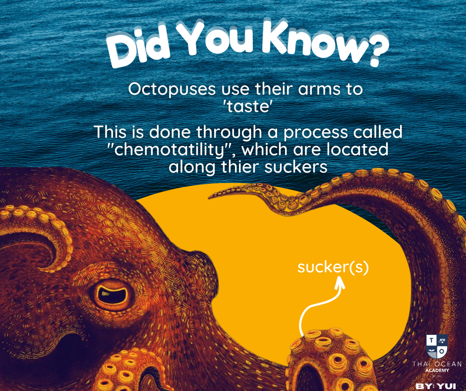 Octopuses use their arms to 'taste' - Marine Biology Fun Fact ...