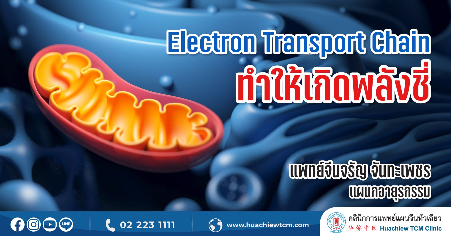 Electron Transport Chain ทำให้เกิดพลังชี่