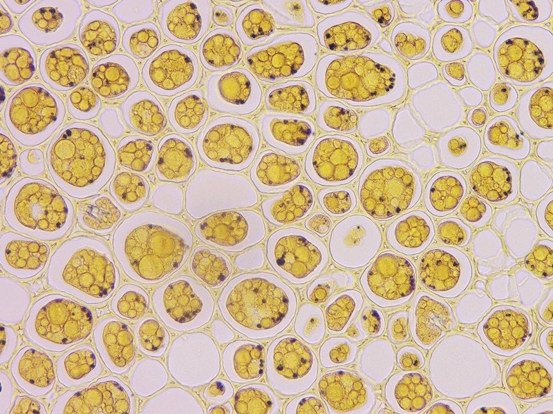 Iodine-Potassium Iodide Dye Solution, 50 mL×2 (for Plant sample staining)