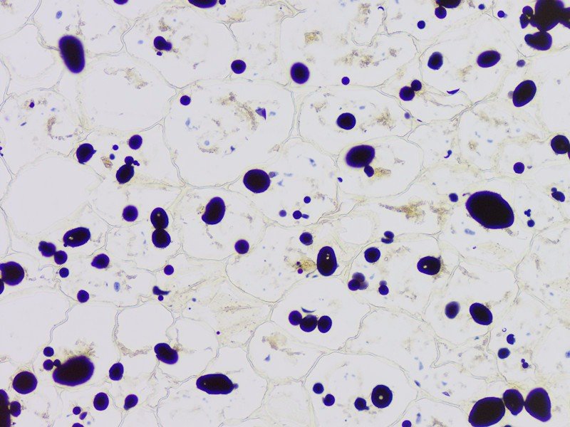 Iodine-Potassium Iodide Dye Solution, 50 mL×2 (for Plant sample staining)