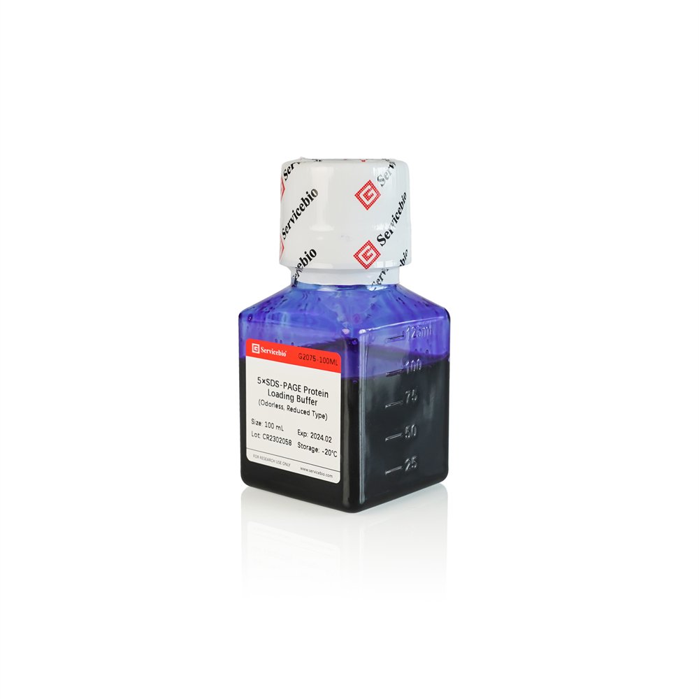 5 x SDS-PAGE protein loading buffer (odorless, reduced type)