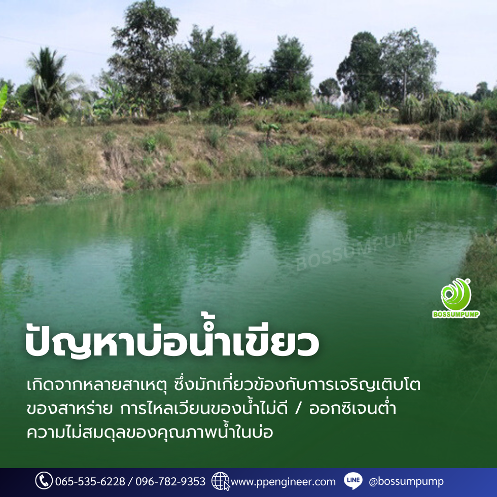 ทำไมน้ำในบ่อถึงเขียว? แก้ตรงจุดด้วย Plug Flow Aerator ที่ผู้เชี่ยวชาญแนะนำ