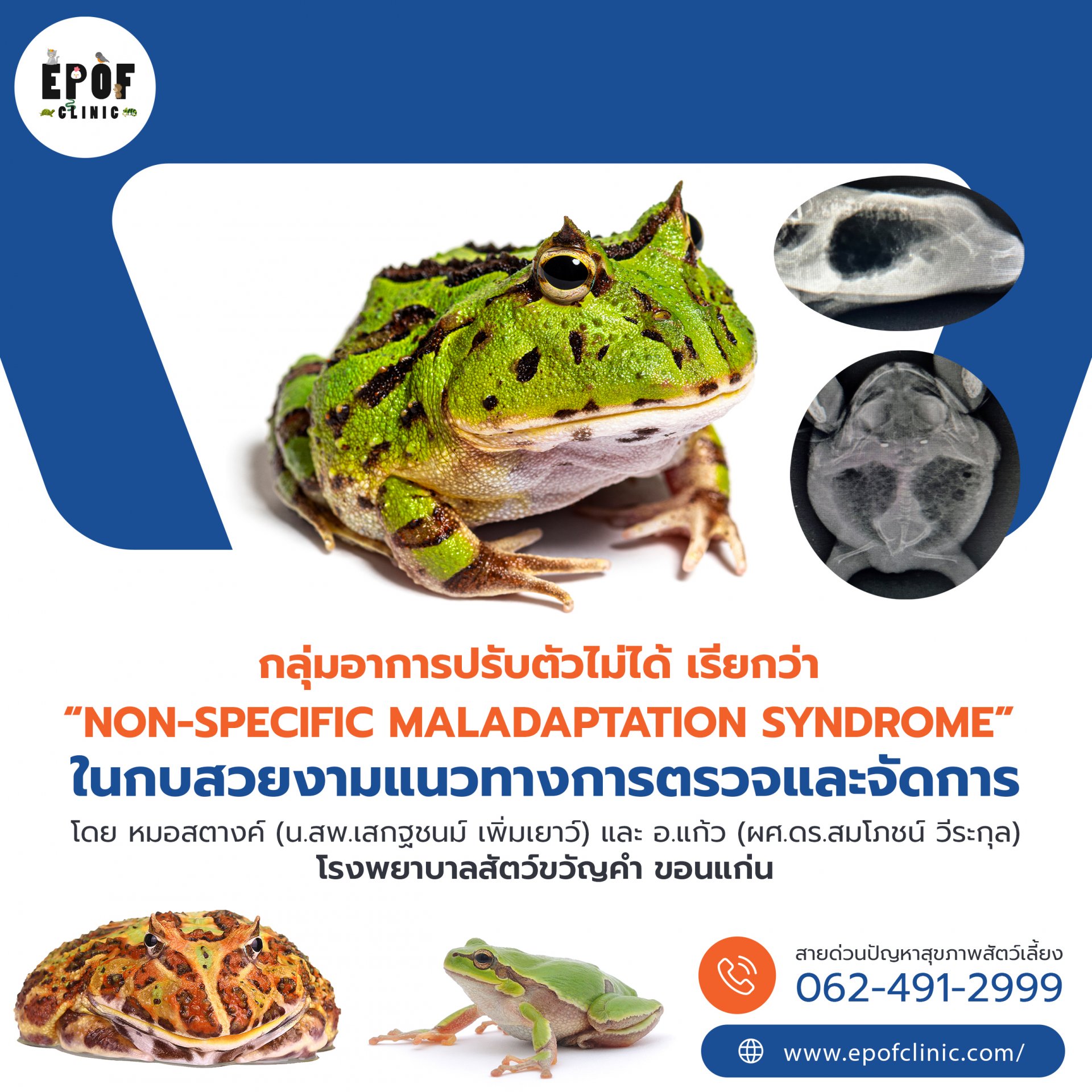 Non-specific Maladaptation Syndrome in Ornamental Frogs: Diagnosis and ...