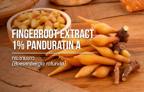 Fingerroot / กระชายขาว