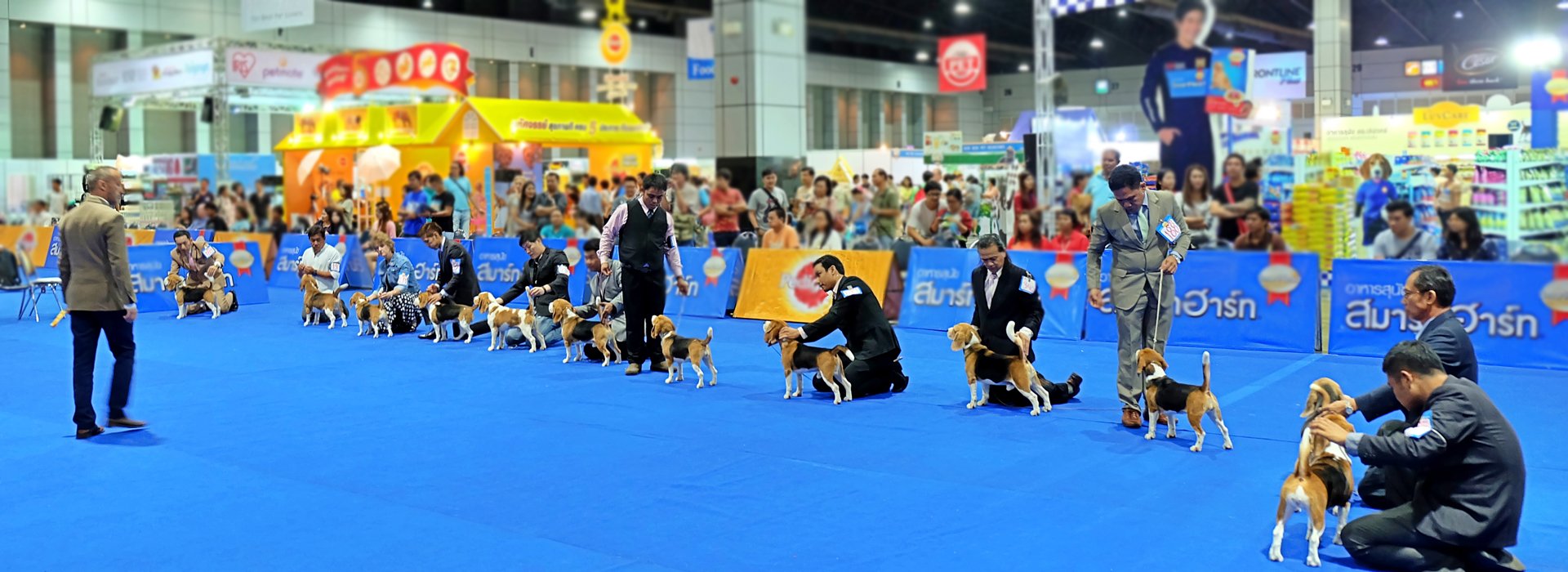 Thailand Dogshow, Public Relations Dog Show In Thailand, ประกวดสุนัข ...