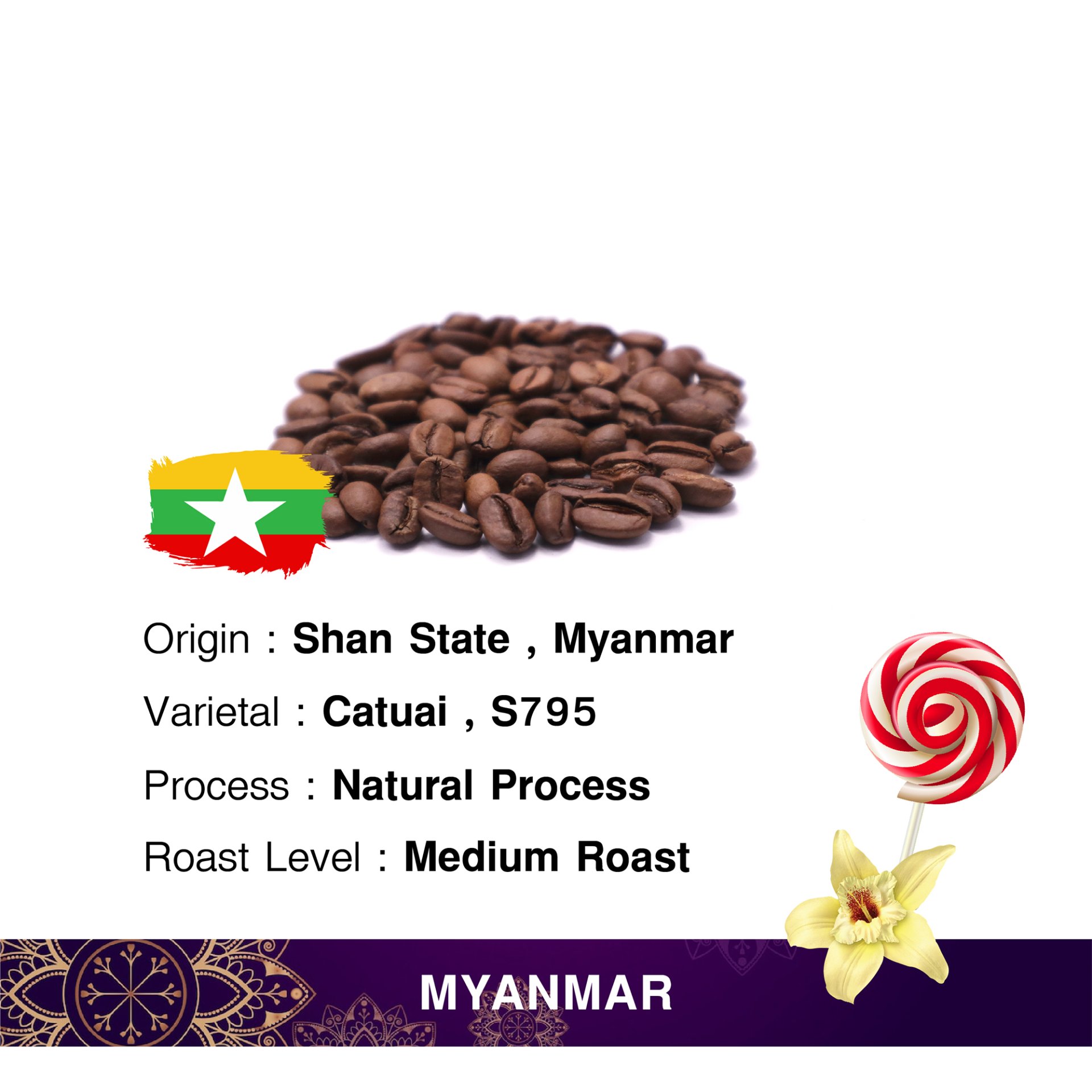 เมล็ดกาแฟพม่า | Myanmar Coffee Bean | กาแฟพม่า คั่วกลาง